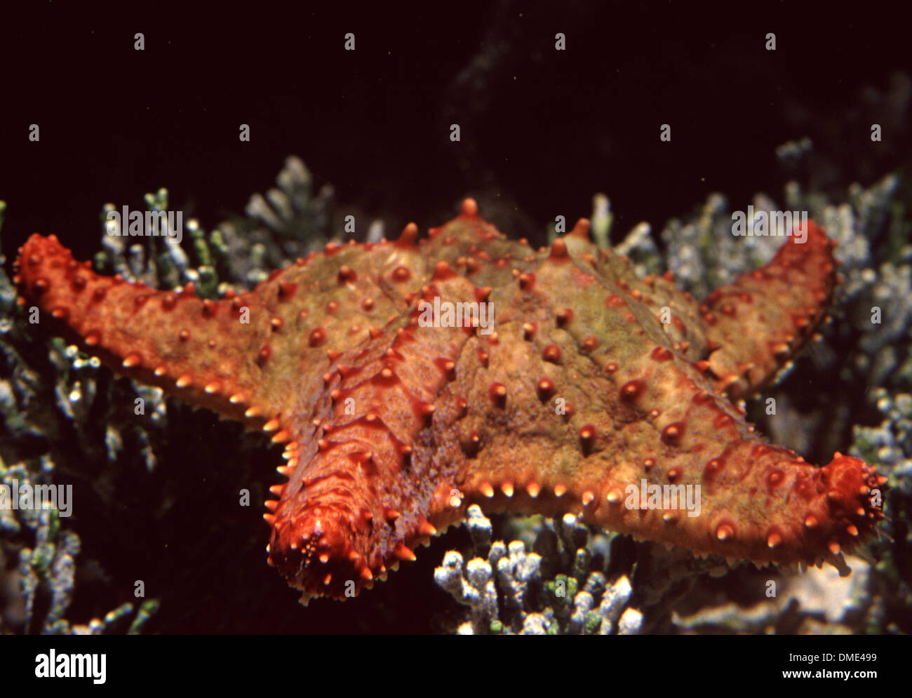Oreaster reticulatus seestern -Fotos und -Bildmaterial in hoher ...