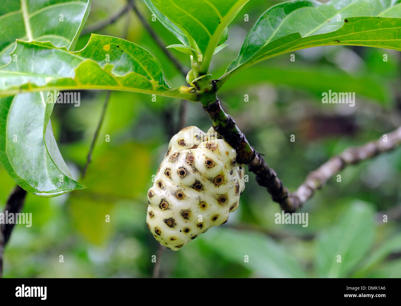 Noni-Frucht (Morinda Citrifolia). Große Morinda, indische Maulbeere ...