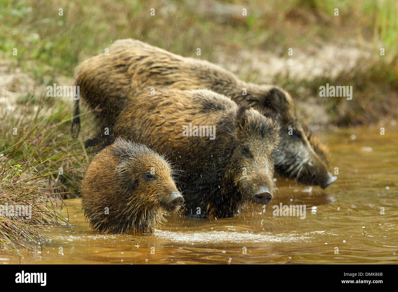 Wild boar eating -Fotos und -Bildmaterial in hoher Auflösung – Alamy