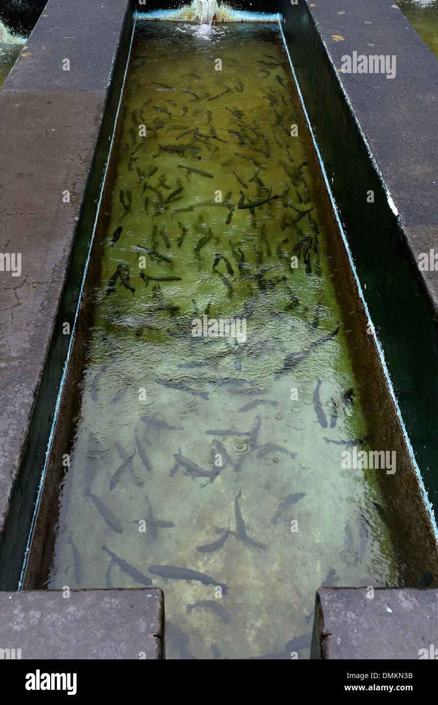 Fischzucht forellen -Fotos und -Bildmaterial in hoher Auflösung – Alamy