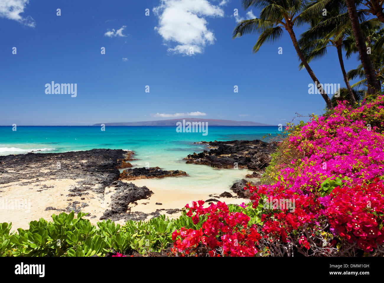 Hawaii blumen -Fotos und -Bildmaterial in hoher Auflösung – Alamy