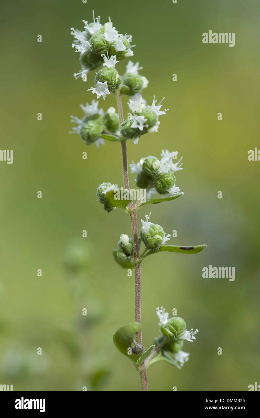Geknoteter majoran origanum majorana -Fotos und -Bildmaterial in hoher ...