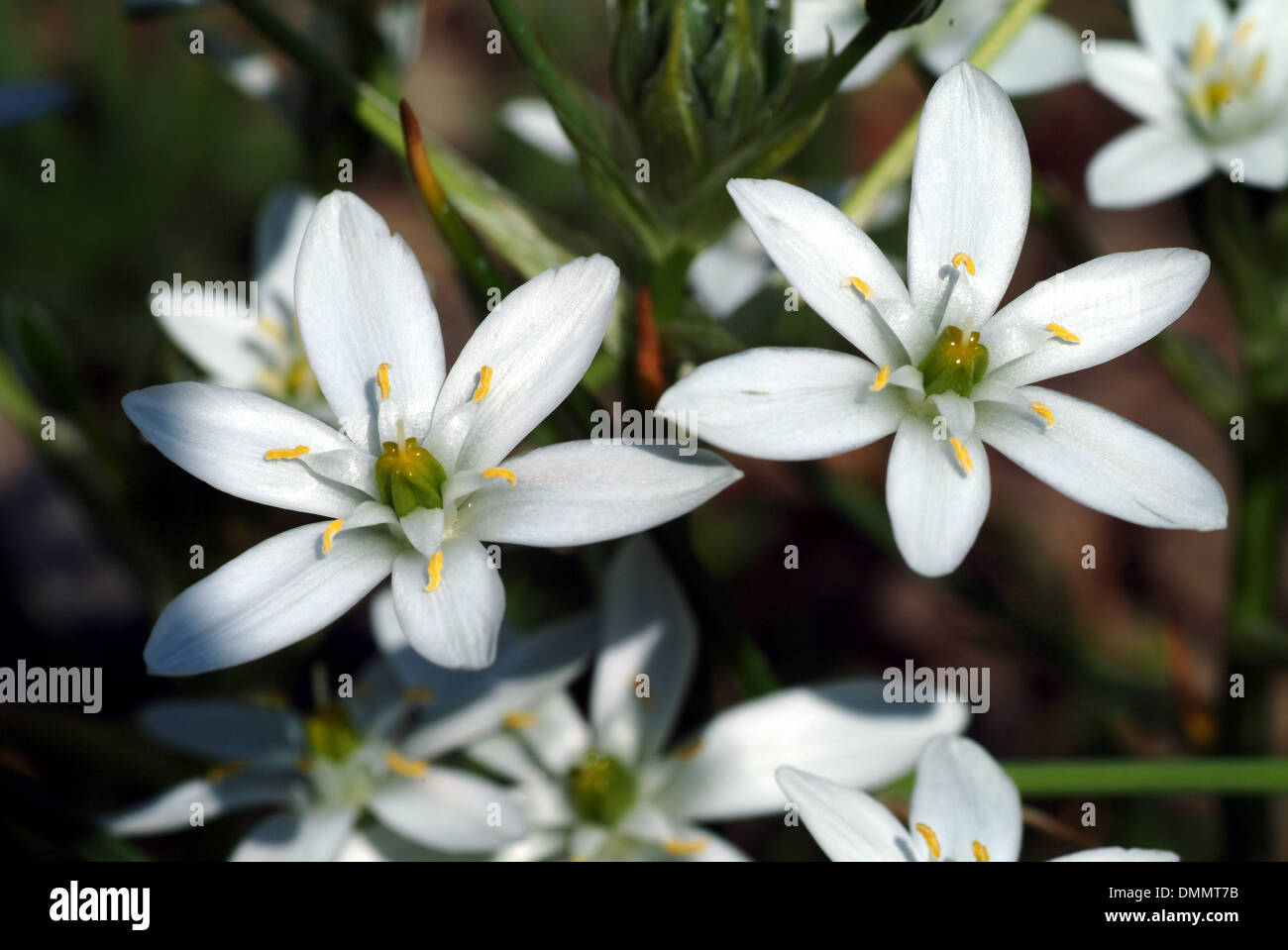 Stern von bethlehem -Fotos und -Bildmaterial in hoher Auflösung – Alamy