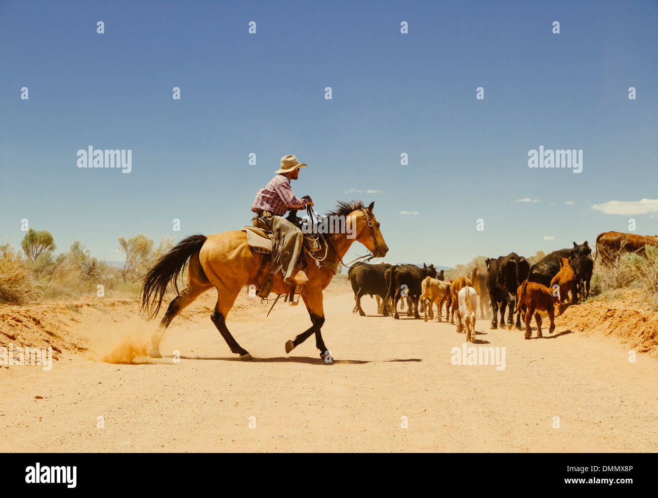 Weibliche herden -Fotos und -Bildmaterial in hoher Auflösung – Alamy