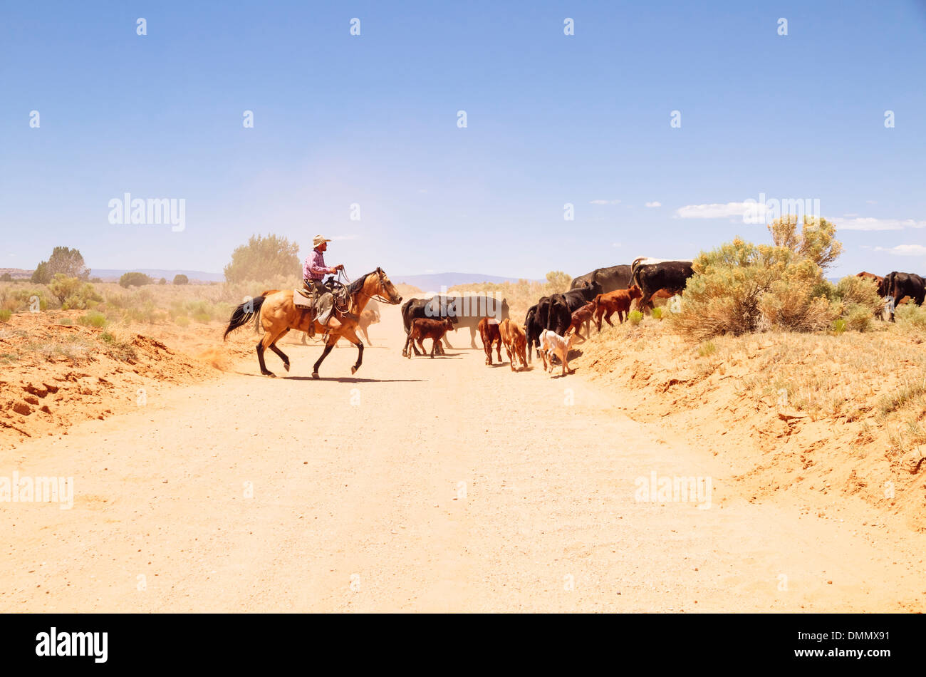 Rinderherden usa -Fotos und -Bildmaterial in hoher Auflösung – Alamy