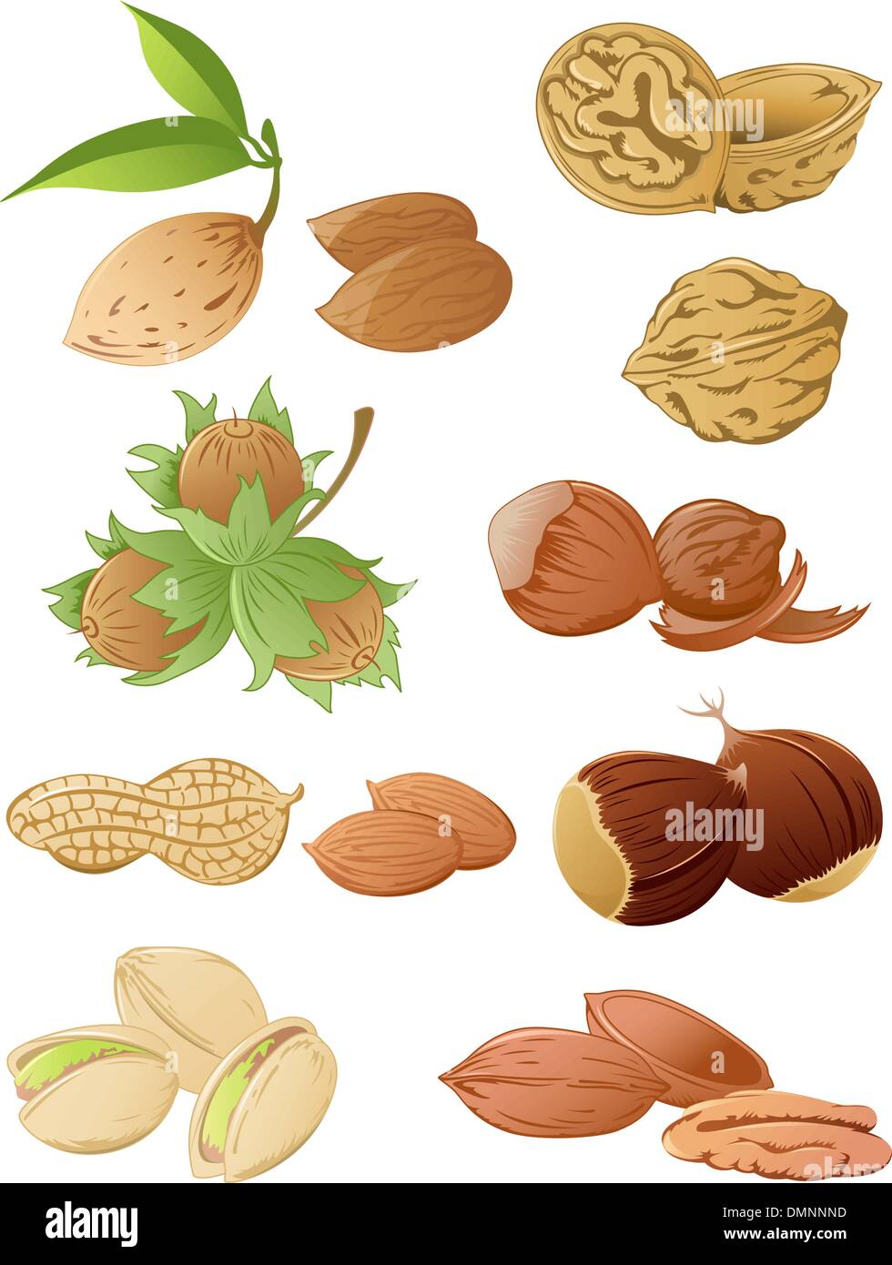 Nussbaum mit nuss Stock-Vektorgrafiken kaufen - Alamy