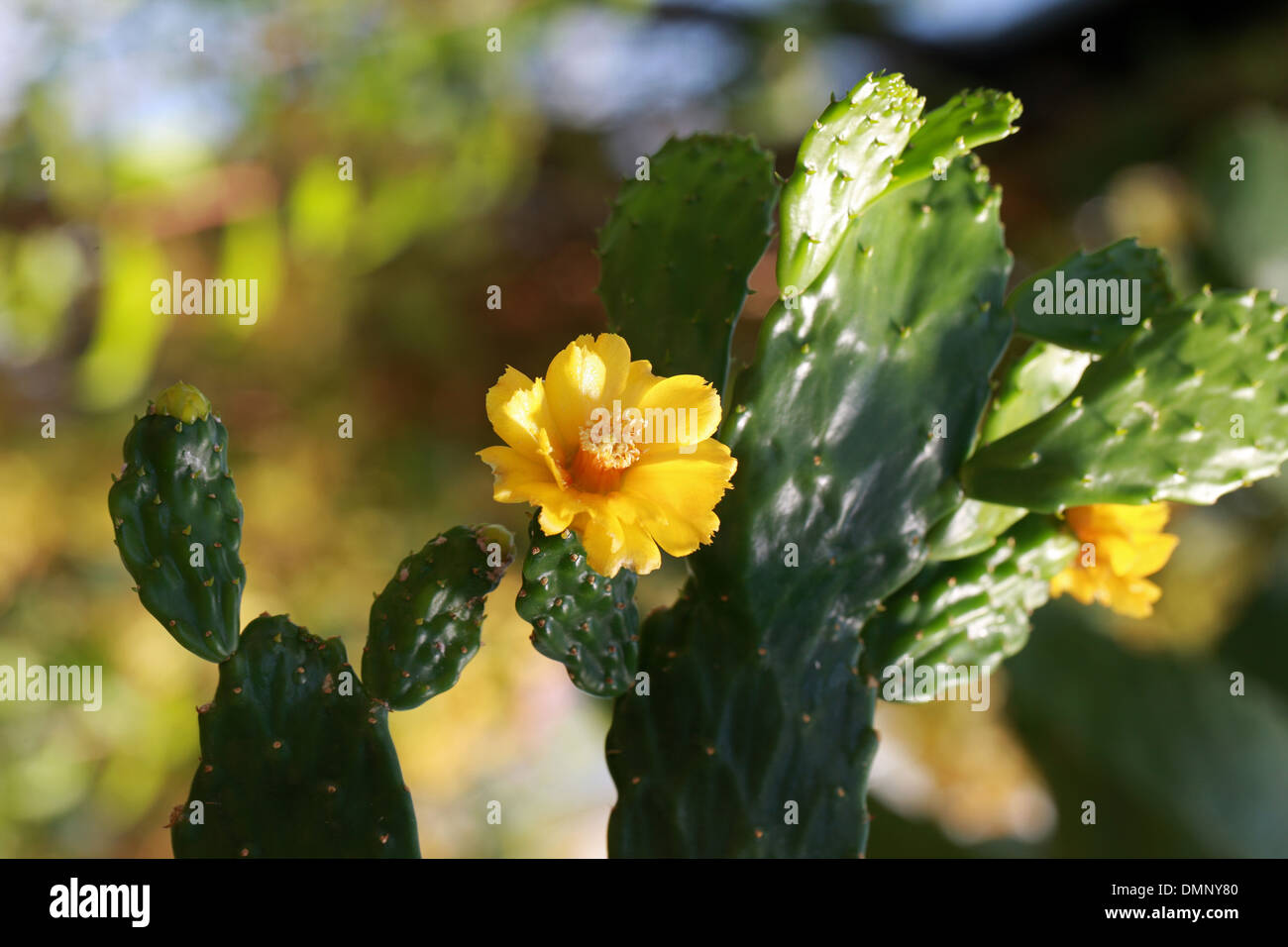 Saguaro Opuntia, Opuntia Falcata, Cactaceae. Mexiko, Dominikanische ...