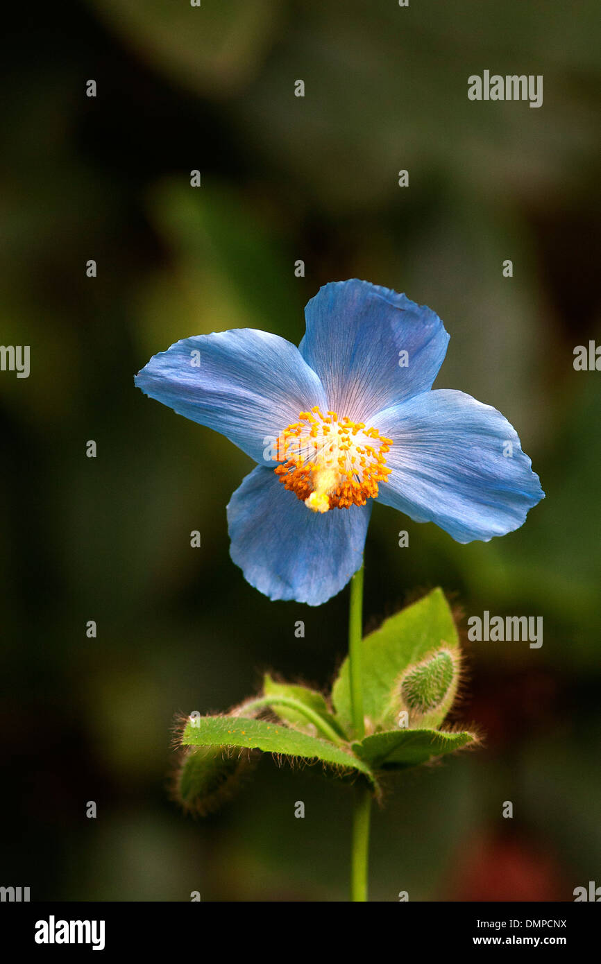 Blaue mohnblume meconopsis betonicifolia -Fotos und -Bildmaterial in ...