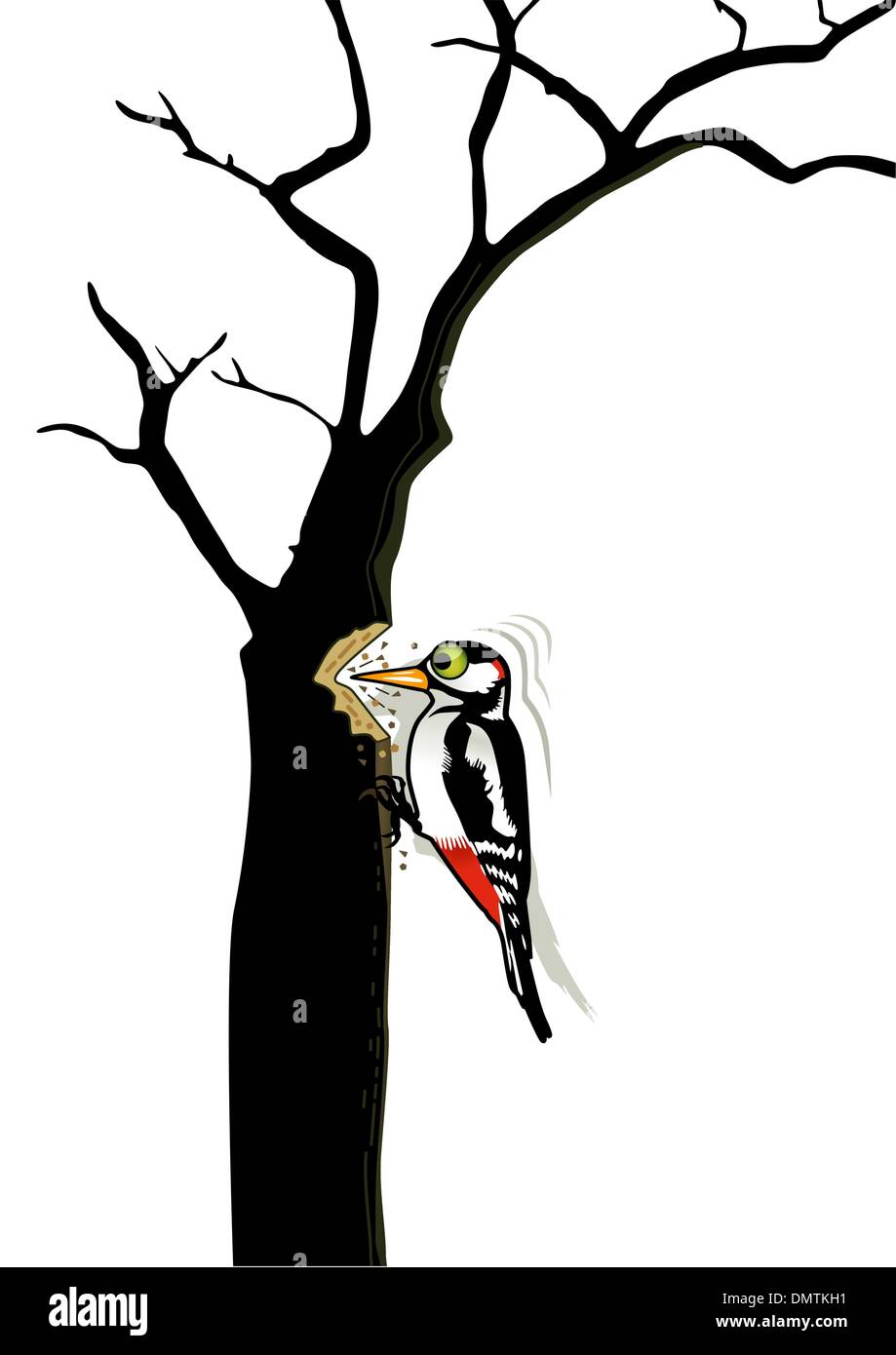 Specht vektor vektoren -Fotos und -Bildmaterial in hoher Auflösung – Alamy