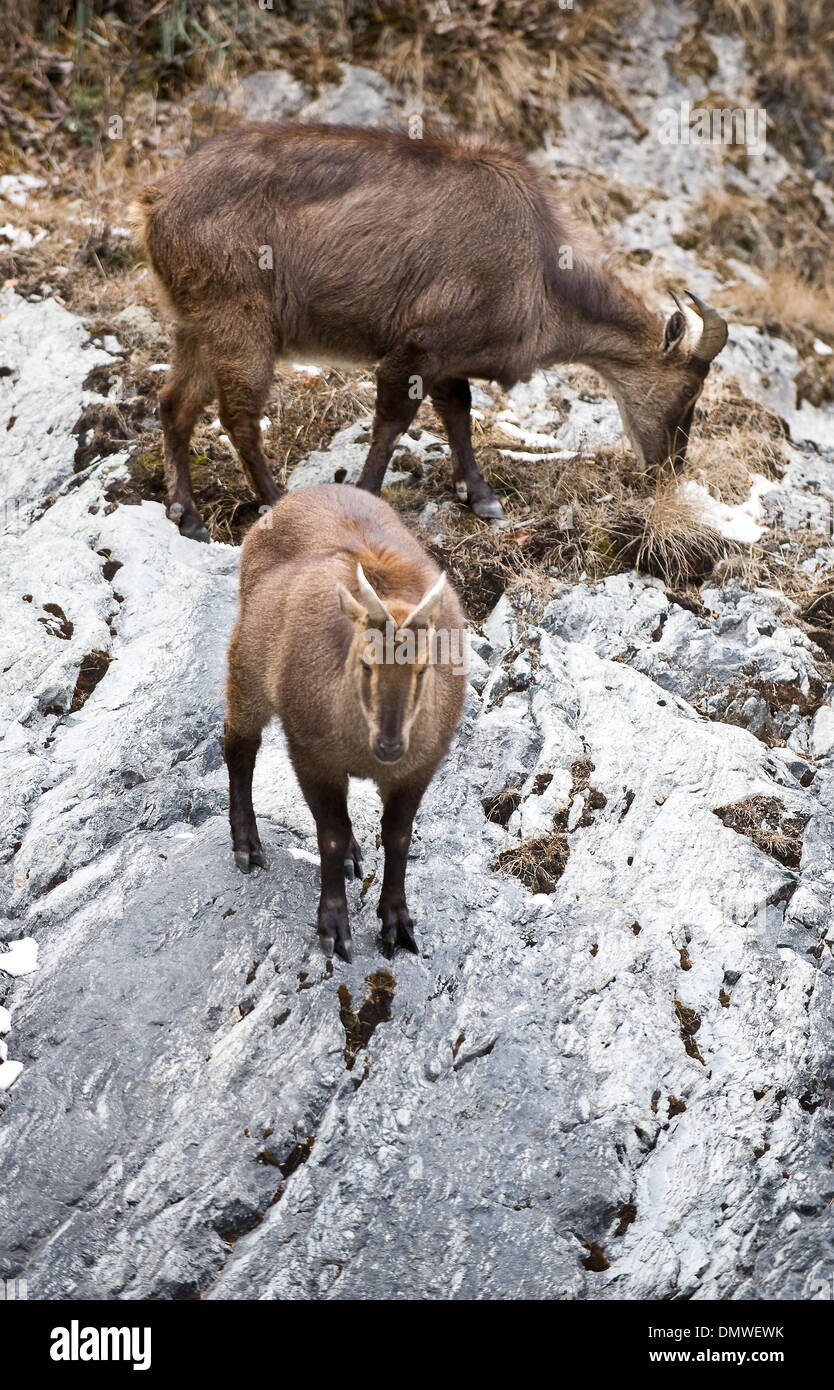 Himalaya moschustier -Fotos und -Bildmaterial in hoher Auflösung – Alamy