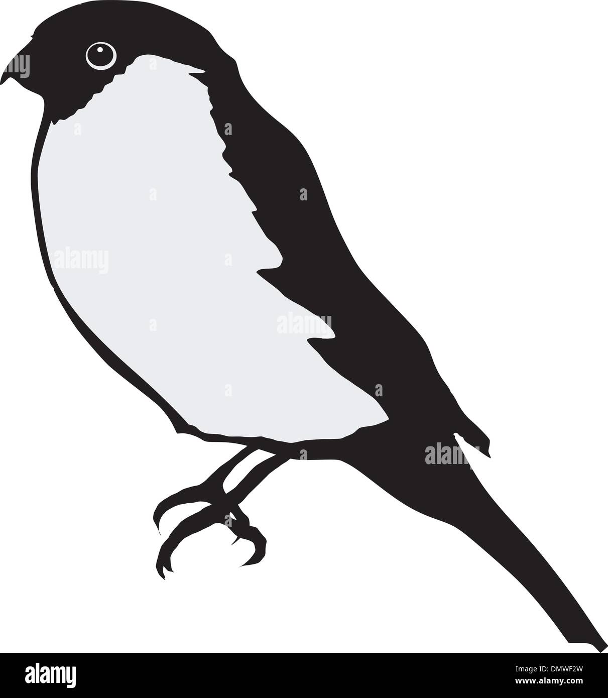 Gimpel vektor vektoren -Fotos und -Bildmaterial in hoher Auflösung – Alamy