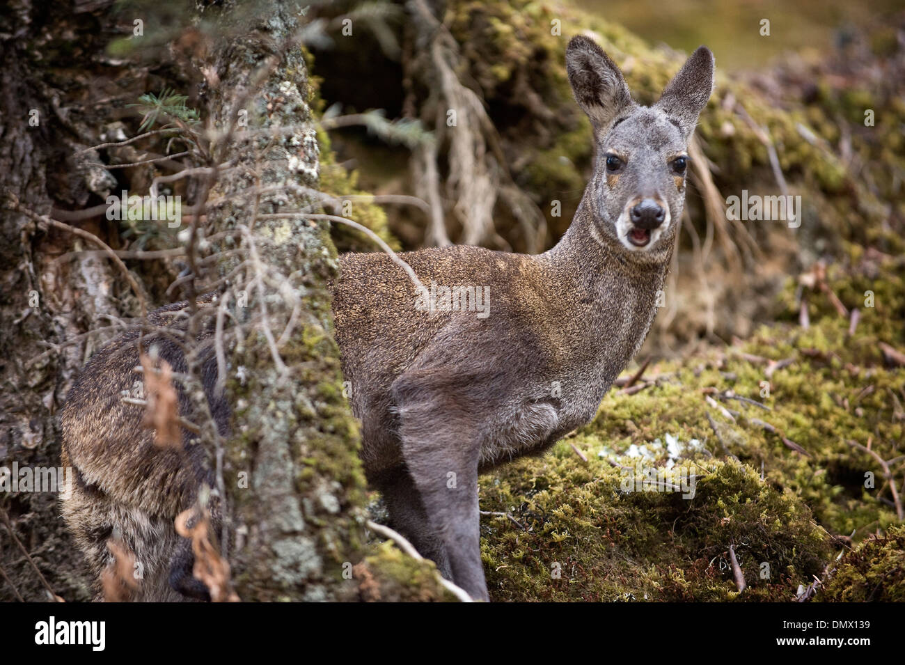 Himalaya moschustier -Fotos und -Bildmaterial in hoher Auflösung – Alamy