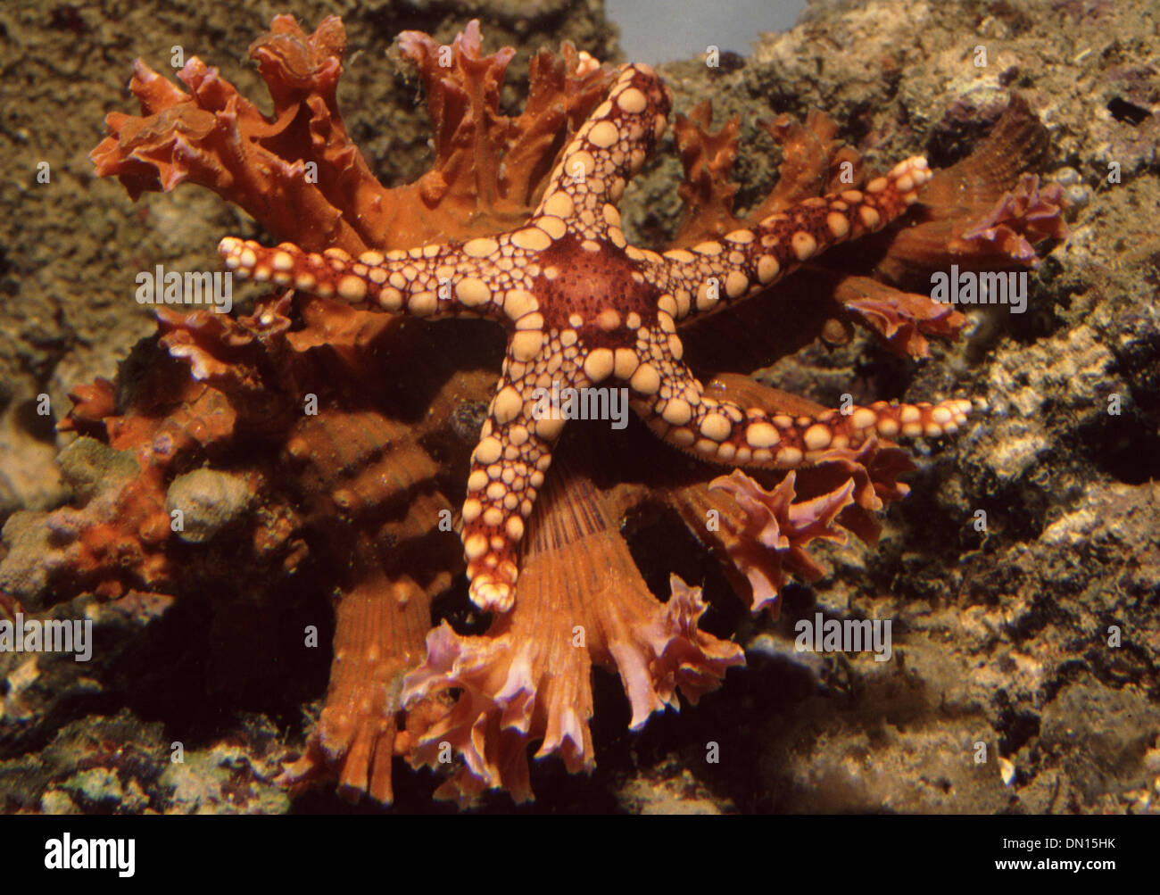 Seestern (Fromia Monilis) auf Meeresschnecke (Chicoreus Palmarosae) im ...