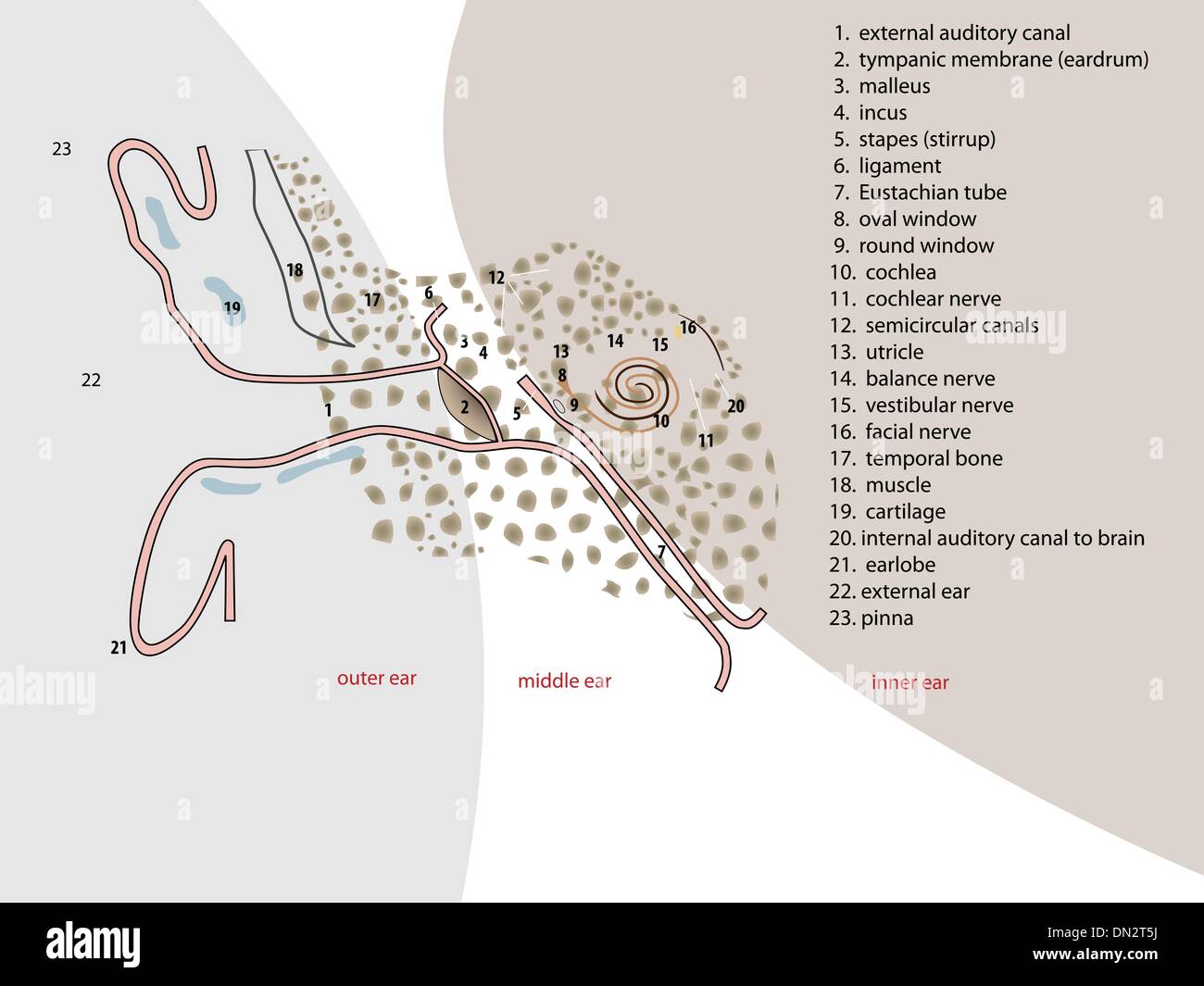 Ohr anatomie -Fotos und -Bildmaterial in hoher Auflösung – Alamy