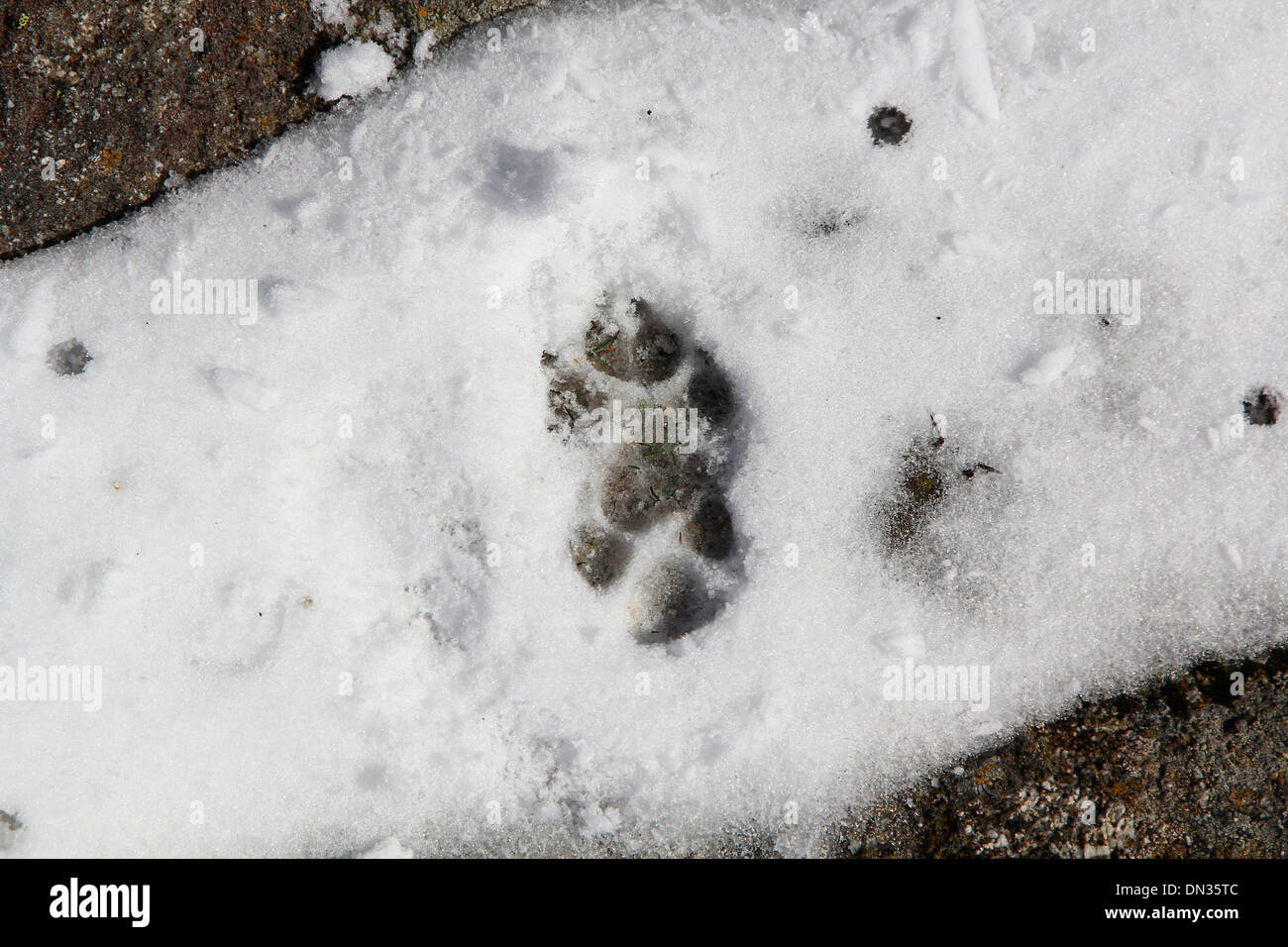 Fuchsspuren Im Schnee Stockfotos und -bilder Kaufen - Seite 2 - Alamy
