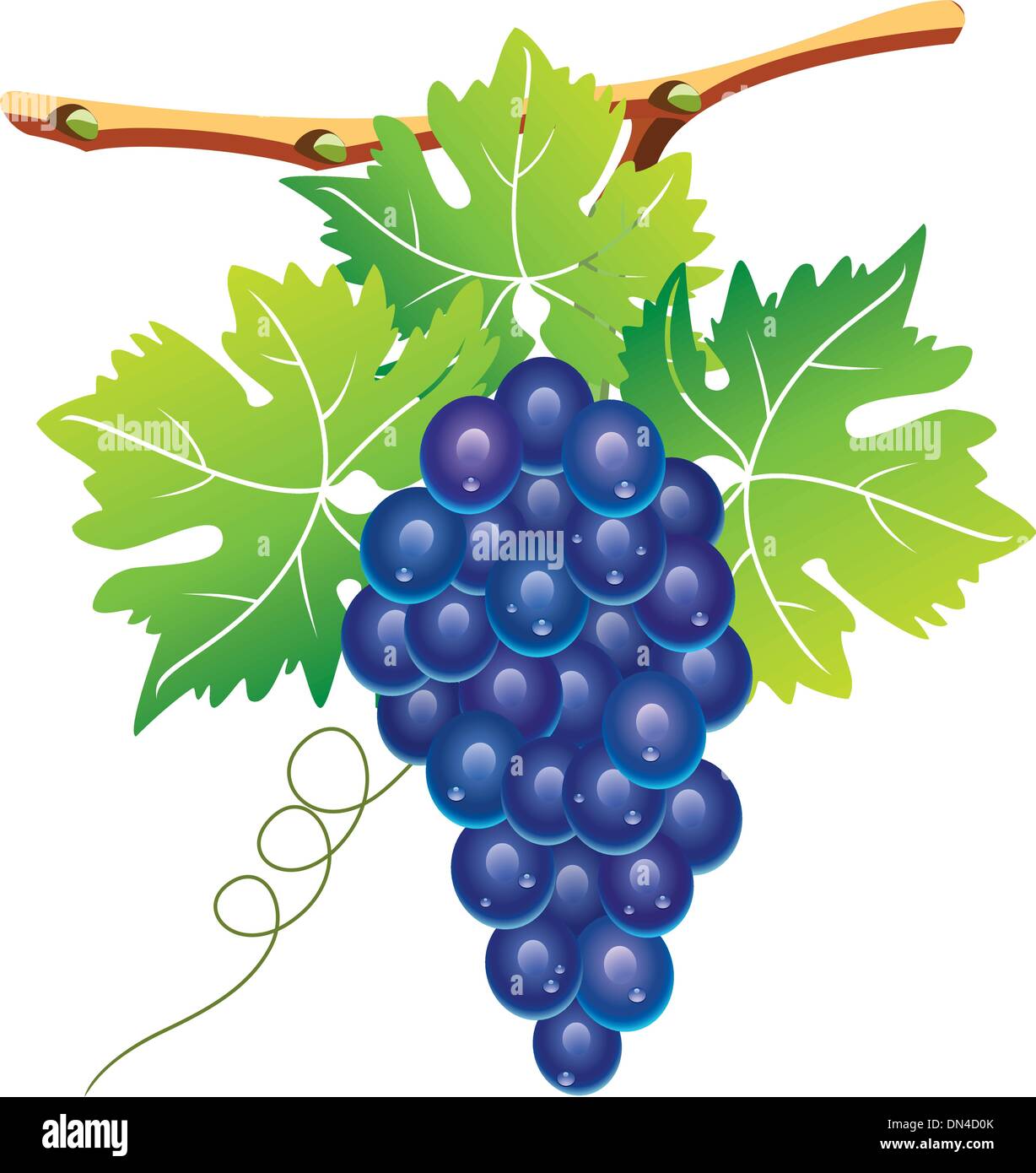 Traubenvektor vektoren -Fotos und -Bildmaterial in hoher Auflösung – Alamy