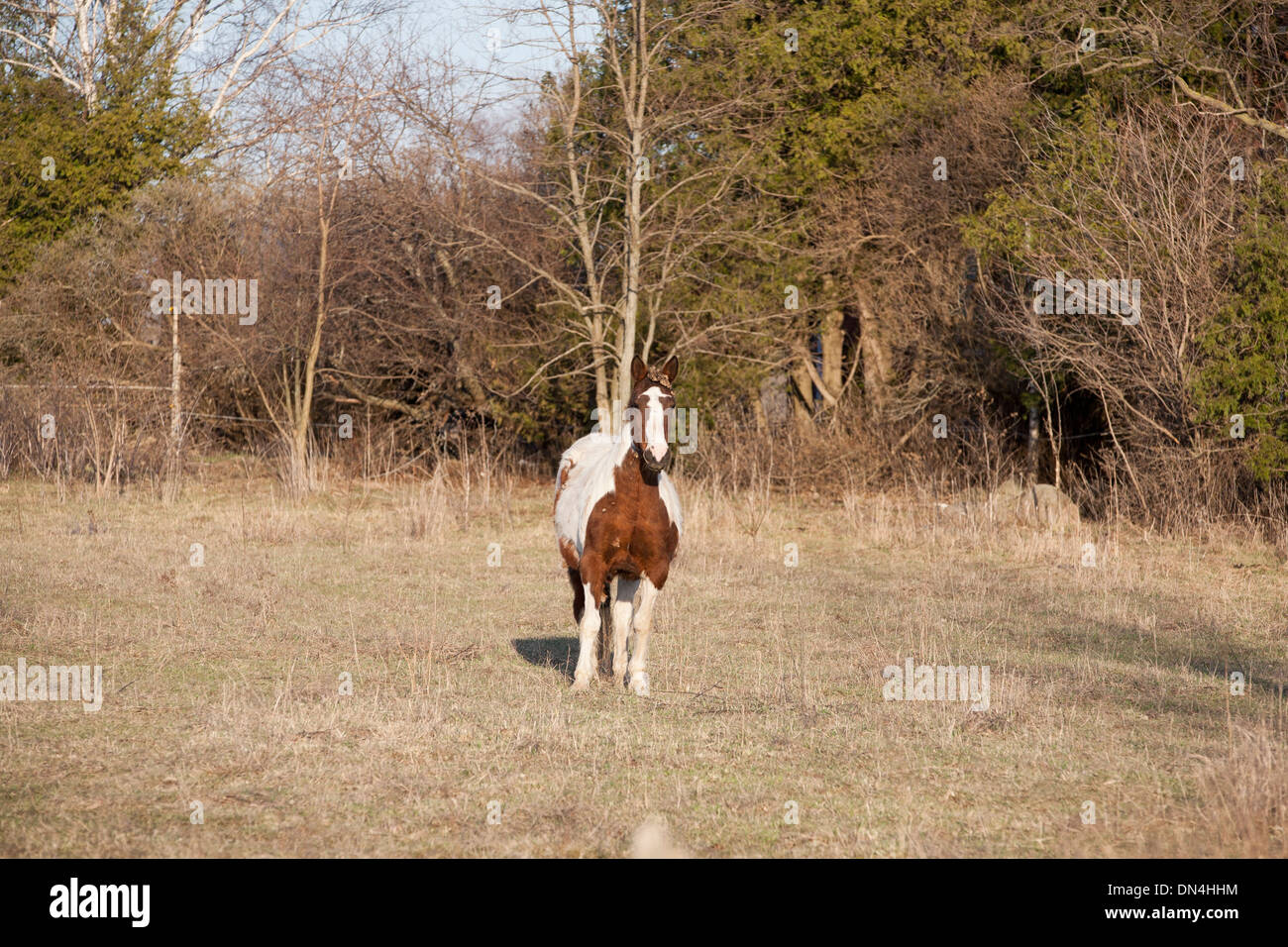 Horse barns -Fotos und -Bildmaterial in hoher Auflösung – Alamy
