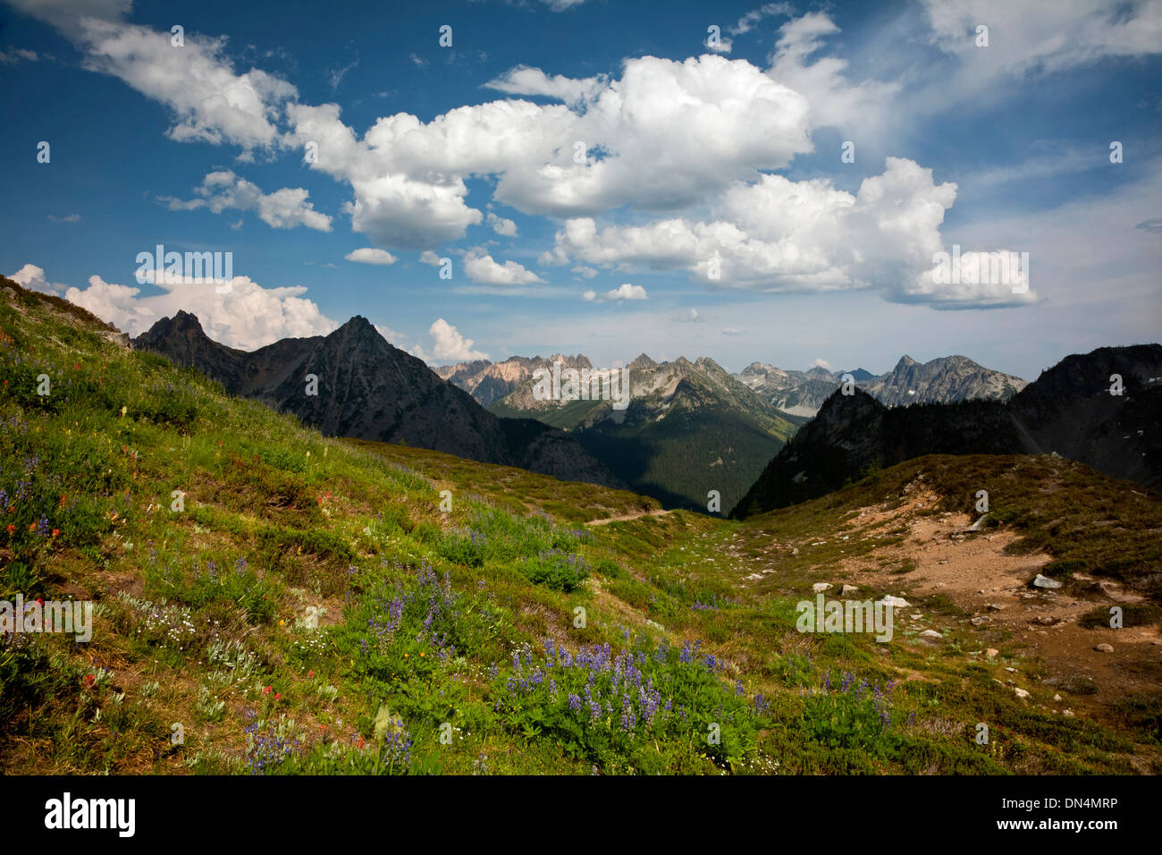 Alpenwiesen Wilde Blumen Stockfotos und -bilder Kaufen - Alamy