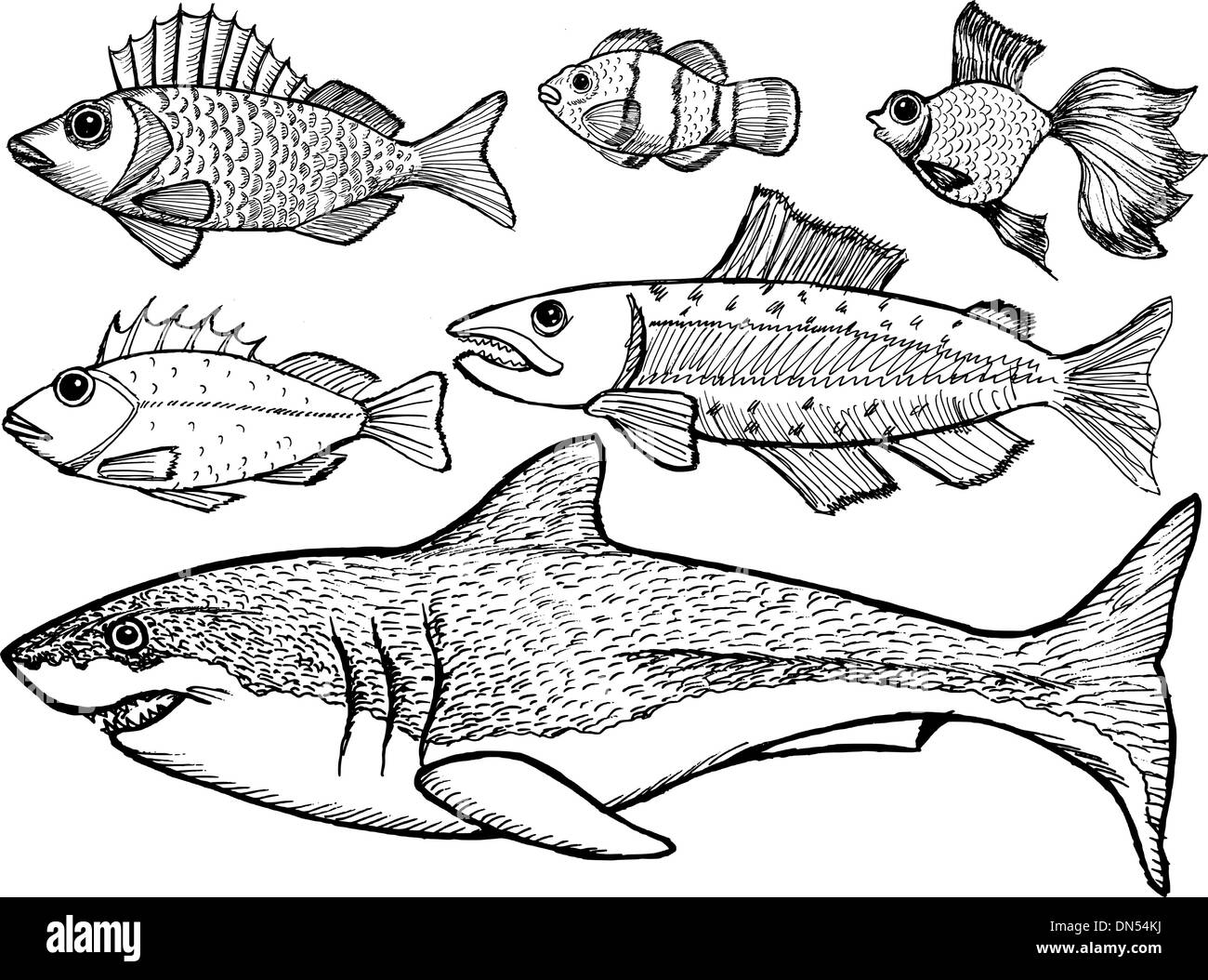 Alle arten von fisch Schwarzweiß-Stockfotos und -bilder - Alamy