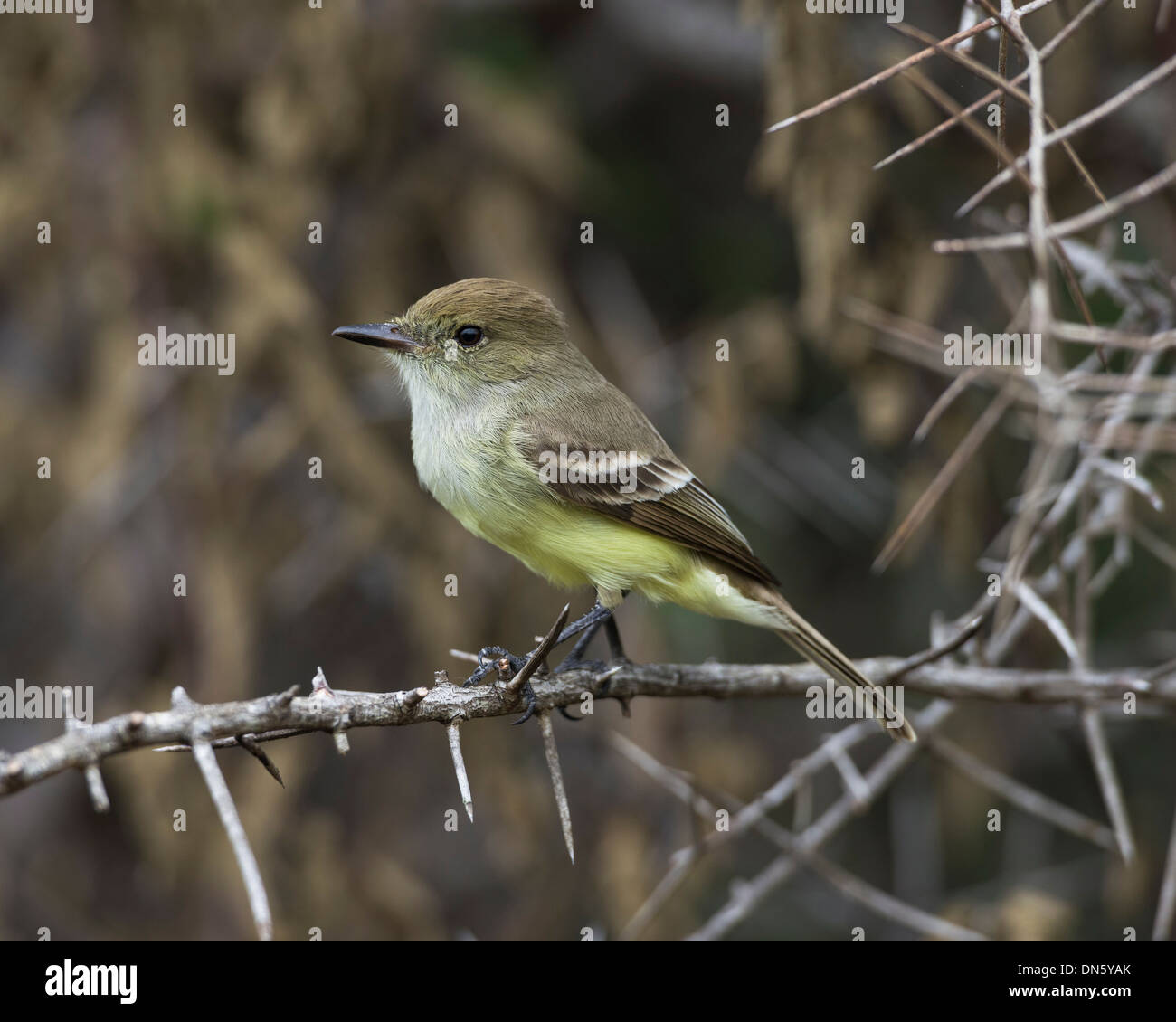Large billed flycatcher -Fotos und -Bildmaterial in hoher Auflösung – Alamy
