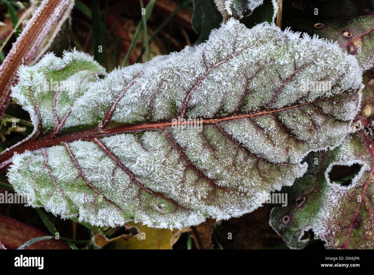 Feuille de betterave -Fotos und -Bildmaterial in hoher Auflösung – Alamy