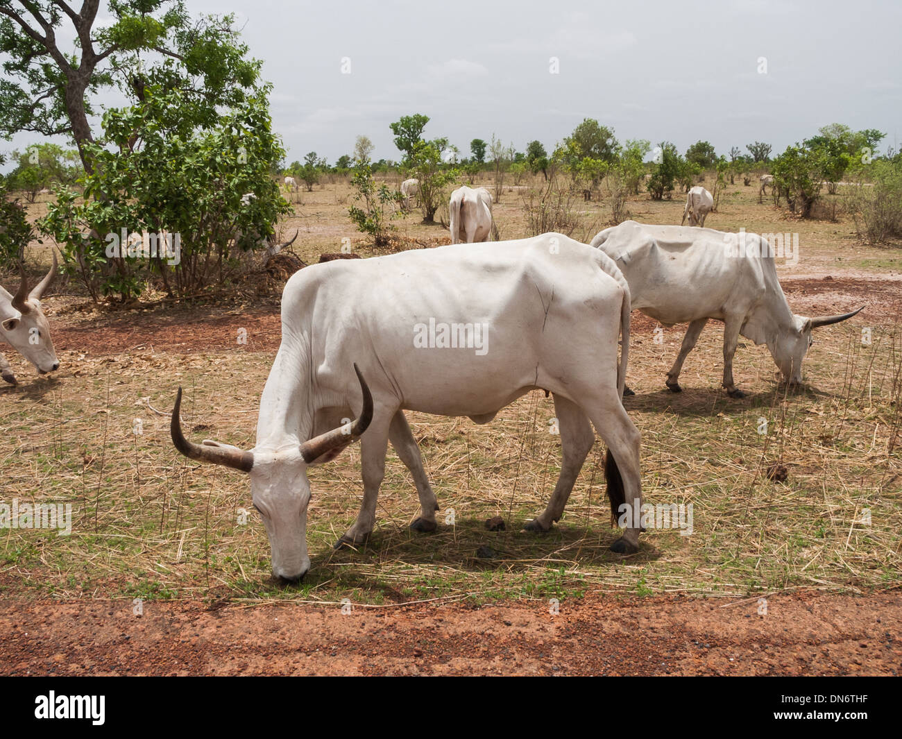 Weiße zebu kühe -Fotos und -Bildmaterial in hoher Auflösung – Alamy