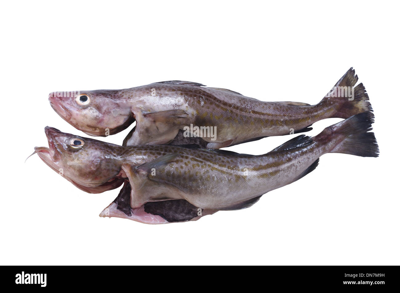 Zwei dorsche -Fotos und -Bildmaterial in hoher Auflösung – Alamy