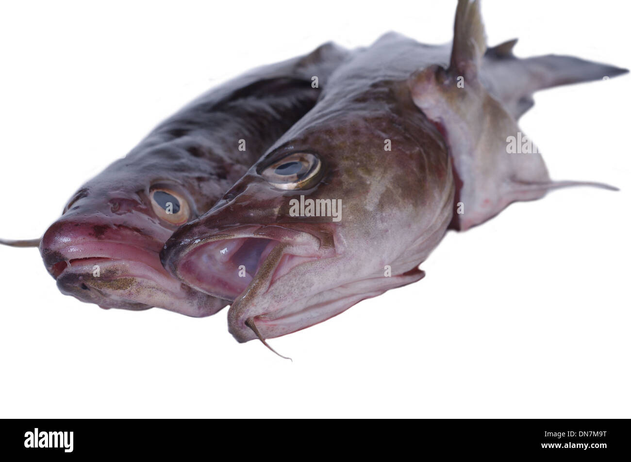 Zwei dorsche -Fotos und -Bildmaterial in hoher Auflösung – Alamy