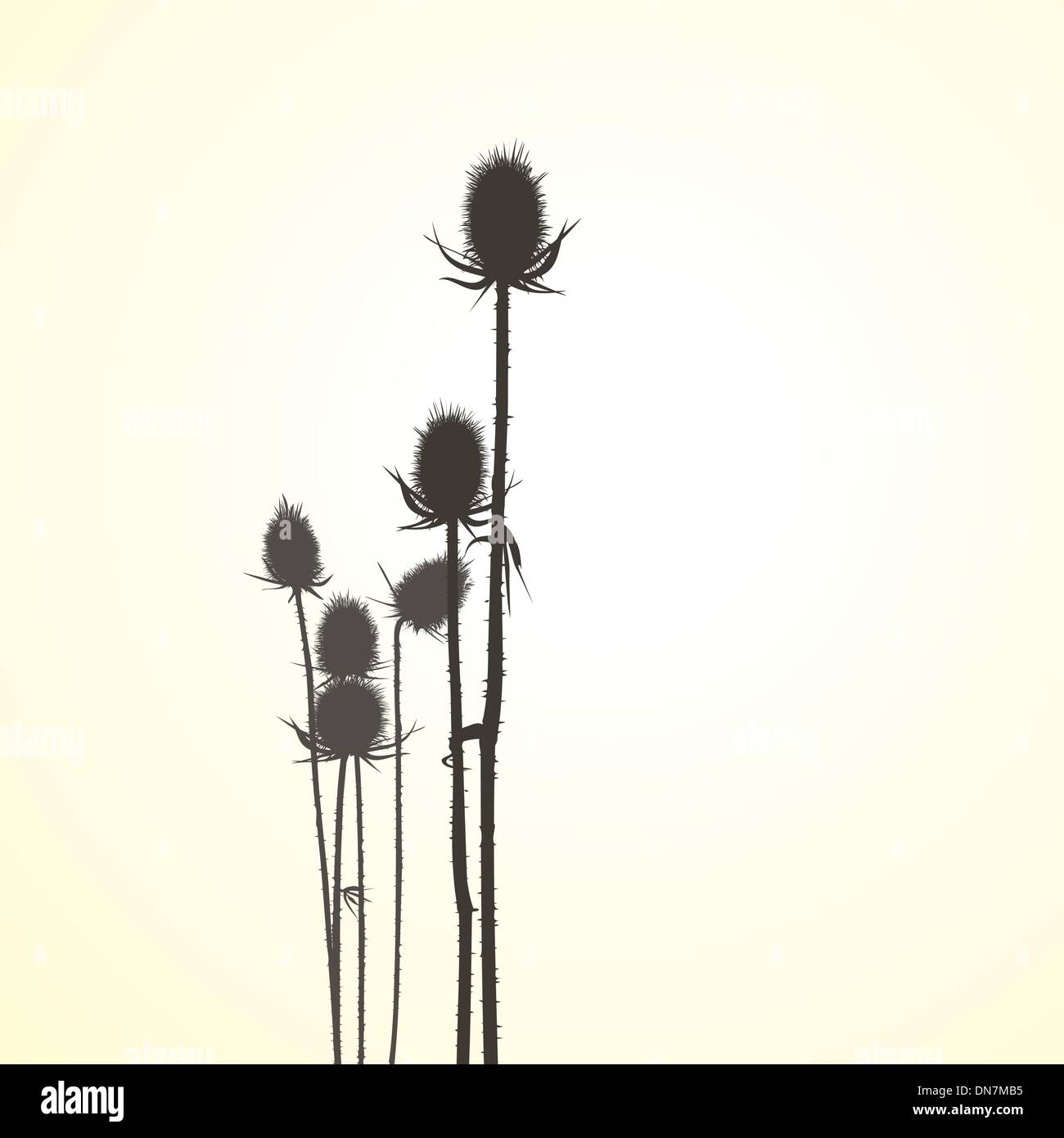 Distel illustrationen Stock-Vektorgrafiken kaufen - Alamy