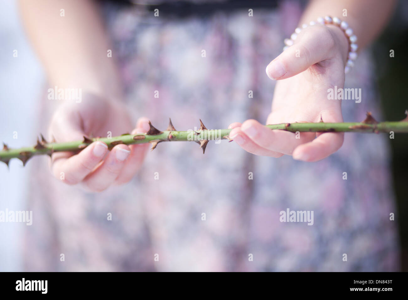 Der Dorn Stockfotos und -bilder Kaufen - Alamy