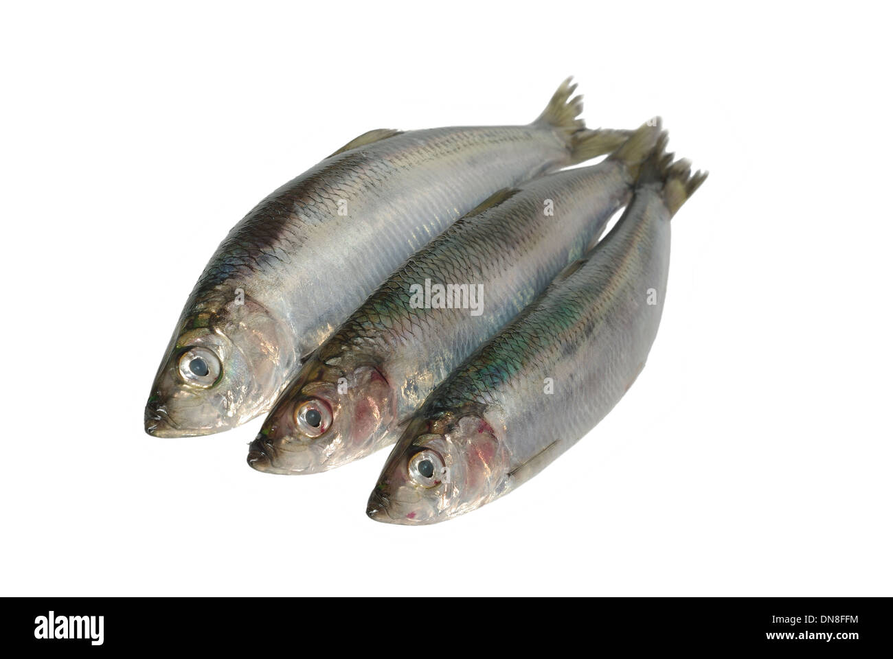 Drei heringe -Fotos und -Bildmaterial in hoher Auflösung – Alamy