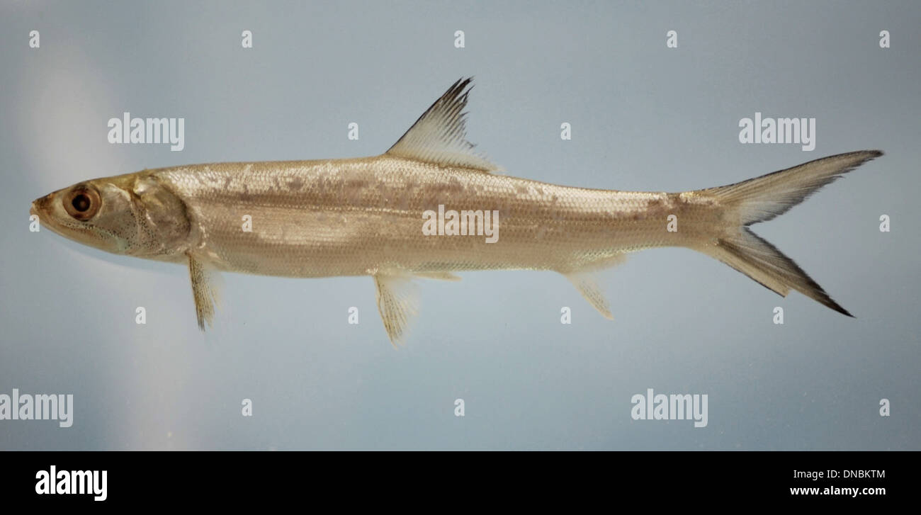 Elops Saurus Stockfotos und -bilder Kaufen - Alamy