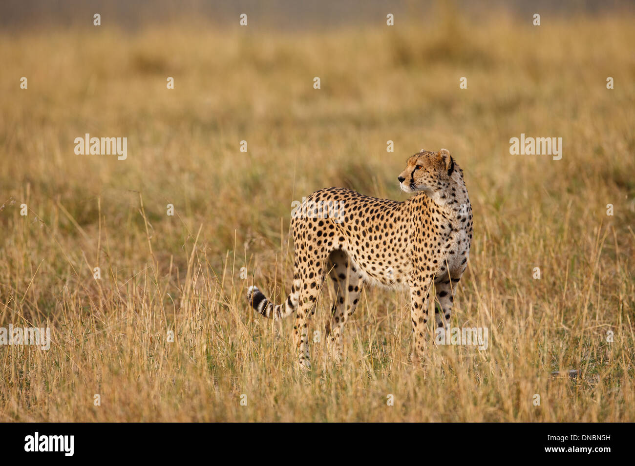 Gepard im profil -Fotos und -Bildmaterial in hoher Auflösung – Alamy