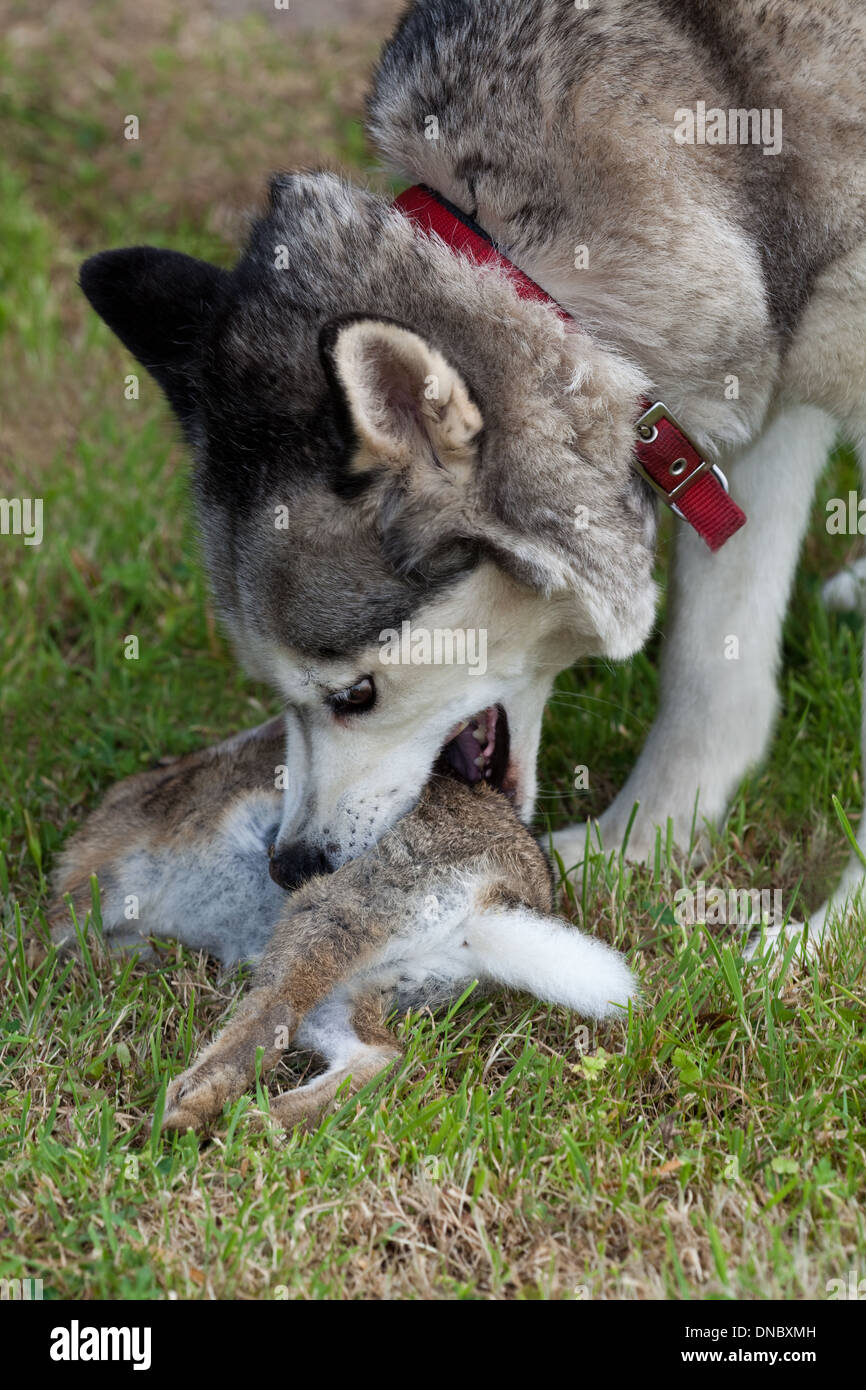 Siberian Husky (Canis Lupus Familiaris). Um ein Wildkaninchen ...