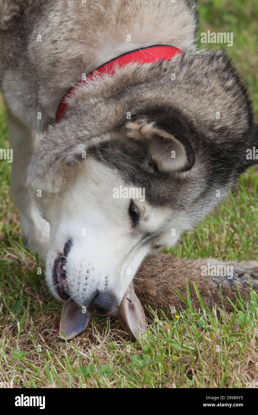 Siberian Husky (Canis Lupus Familiaris). Um ein Wildkaninchen ...