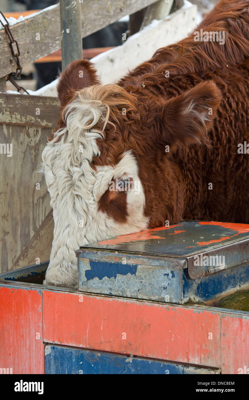 Hereford rind -Fotos und -Bildmaterial in hoher Auflösung – Alamy