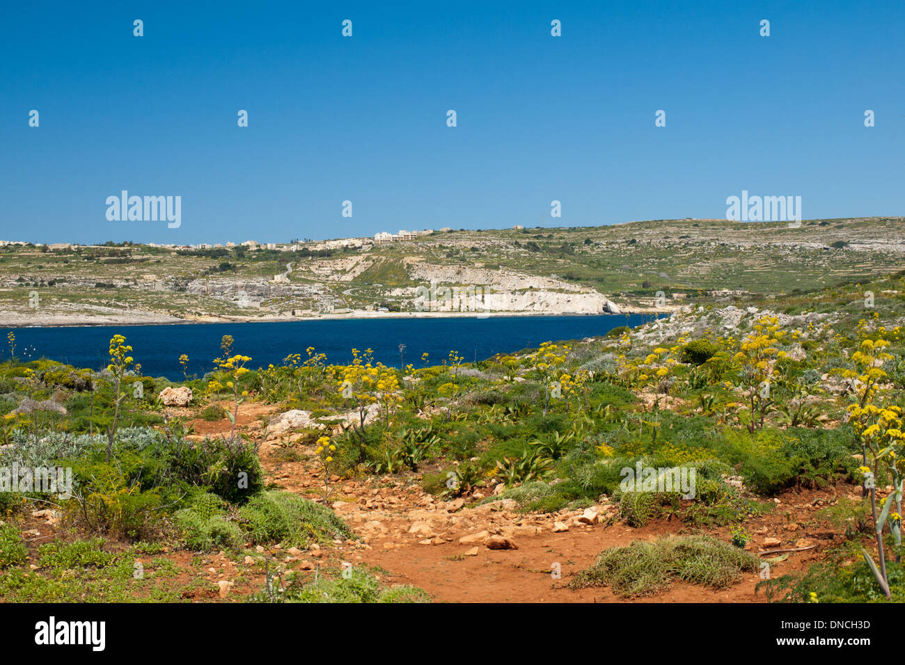 Malta vegetation -Fotos und -Bildmaterial in hoher Auflösung – Alamy