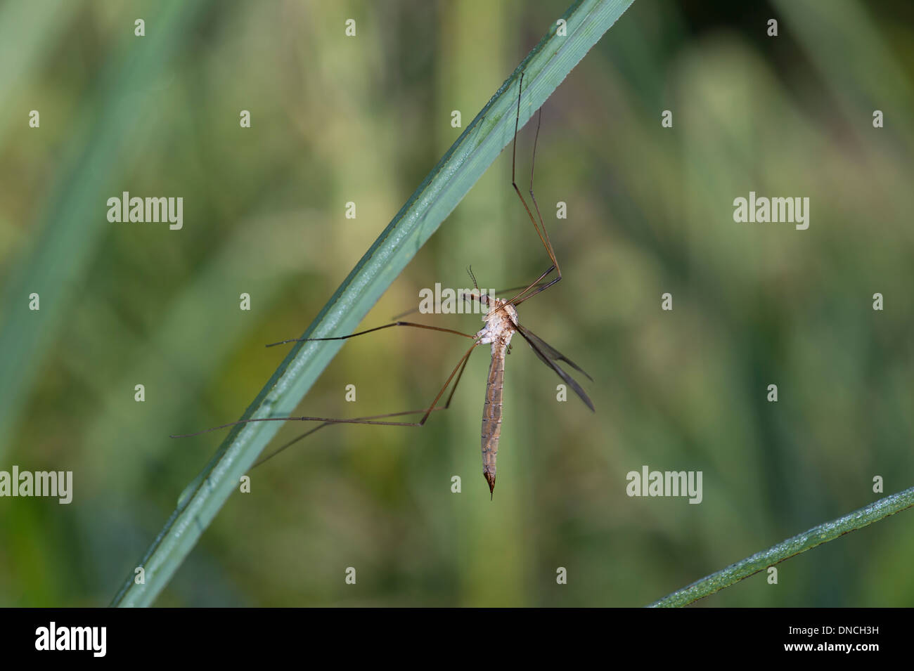 Weibliche Schnake Tipula oleracea Stockfotografie - Alamy