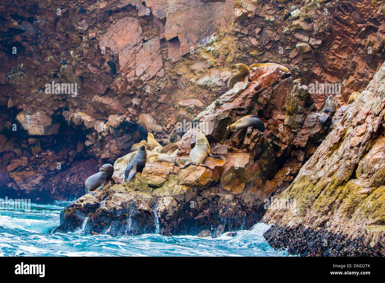 Südamerikanische Seelöwen entspannend auf den Felsen der Ballestas ...