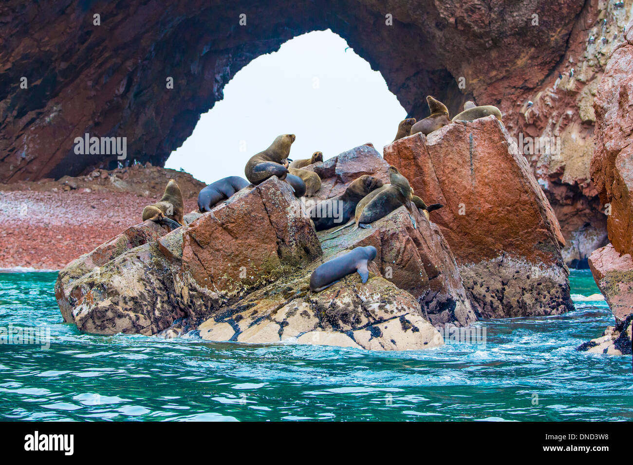 Die paracas familie -Fotos und -Bildmaterial in hoher Auflösung – Alamy