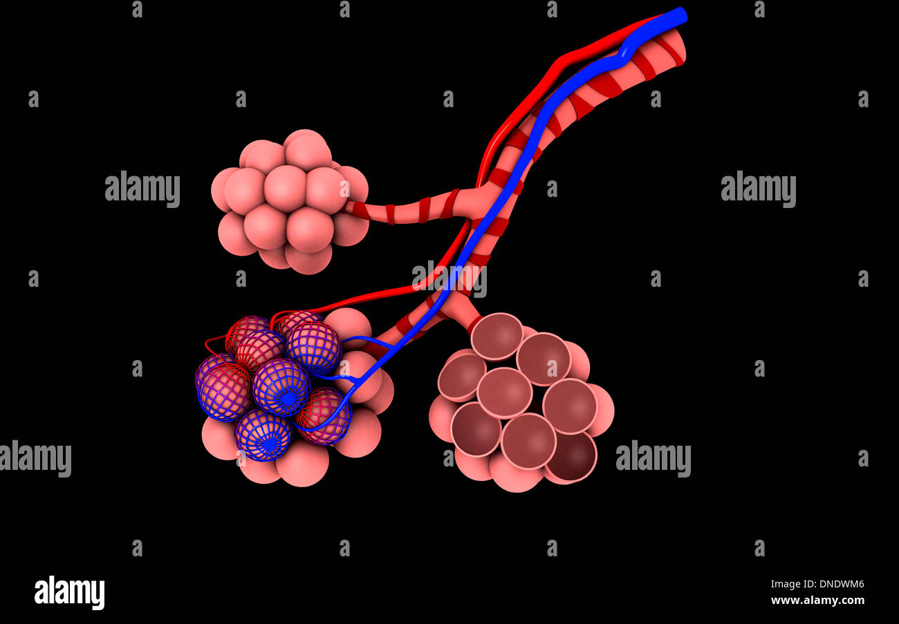 Lunge alveole -Fotos und -Bildmaterial in hoher Auflösung - Seite 3 - Alamy