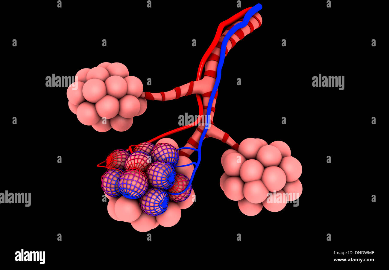 Arteria alveolare -Fotos und -Bildmaterial in hoher Auflösung – Alamy