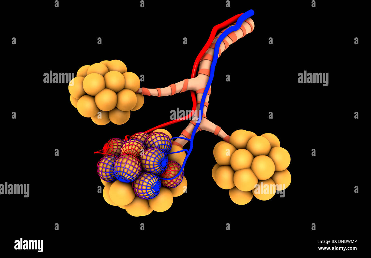 Alveolen und Kapillaren Stockfotos & Alveolen und Kapillaren Bilder - Alamy