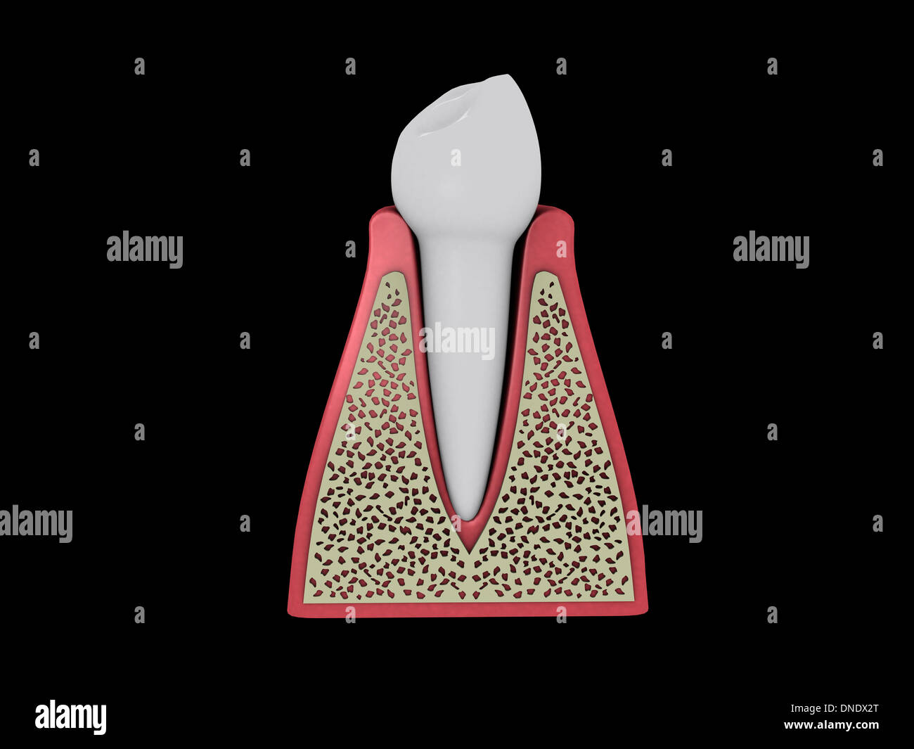 Zahnmedizin anatomie querschnitt -Fotos und -Bildmaterial in hoher ...