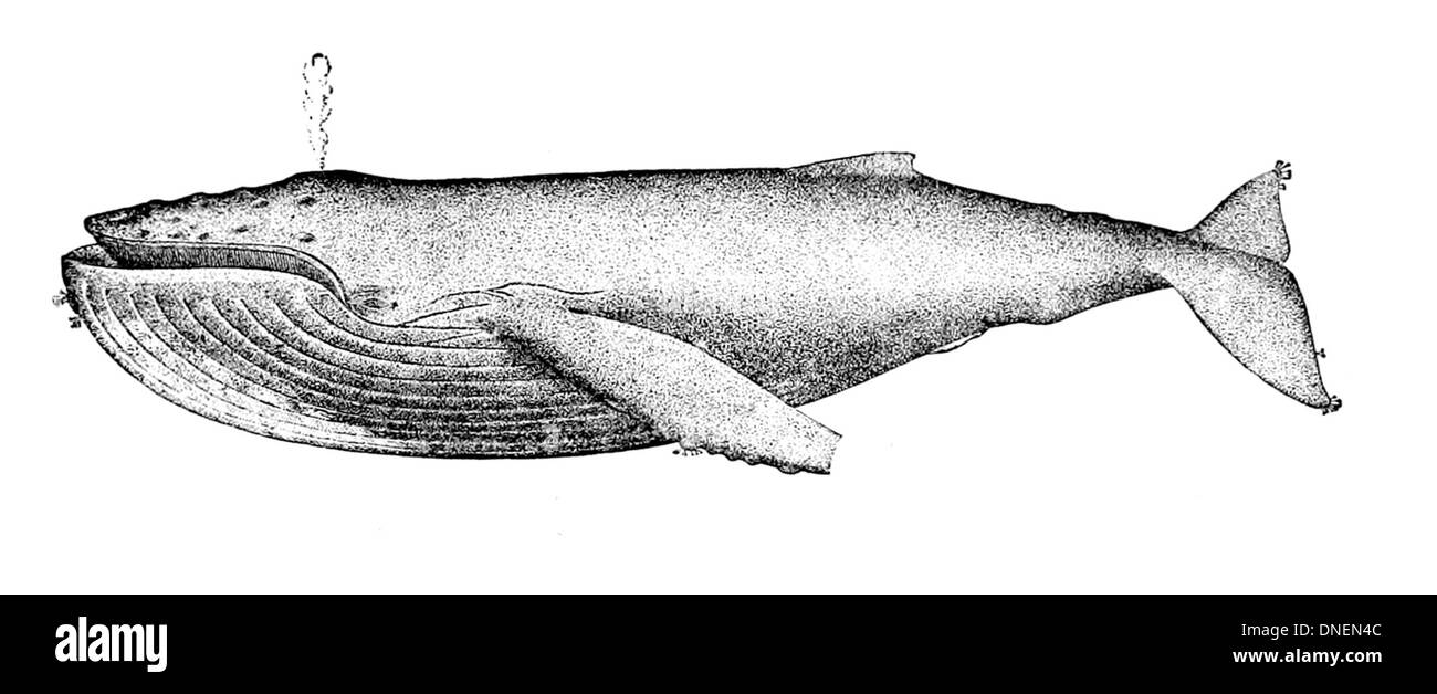 Megaptera novaeangliae, oder Buckelwal, ist ein großer Bartenwal, der ...