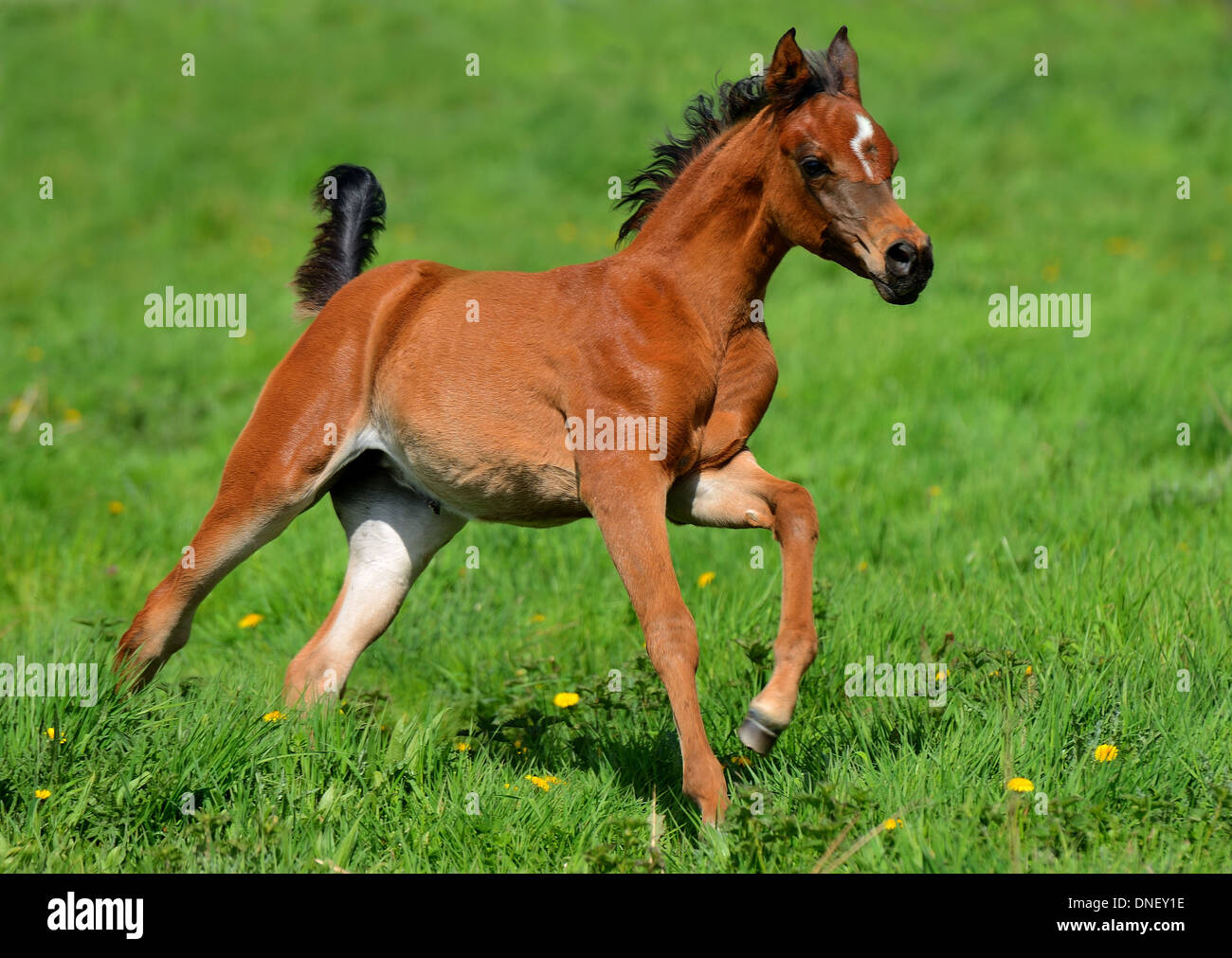 Fohlen galoppieren -Fotos und -Bildmaterial in hoher Auflösung – Alamy
