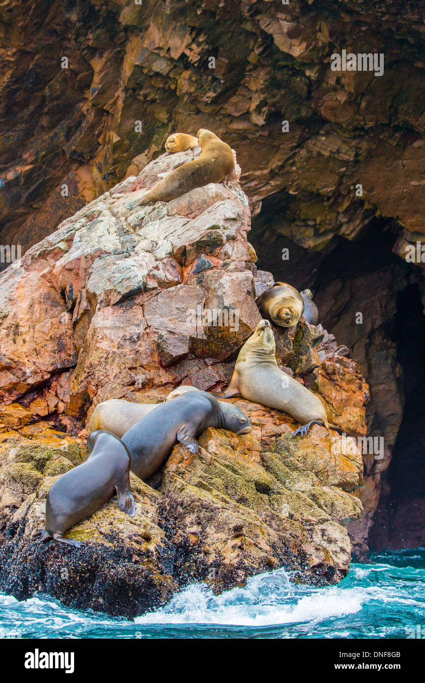 Südamerikanische Seelöwen entspannend auf den Felsen der Ballestas ...