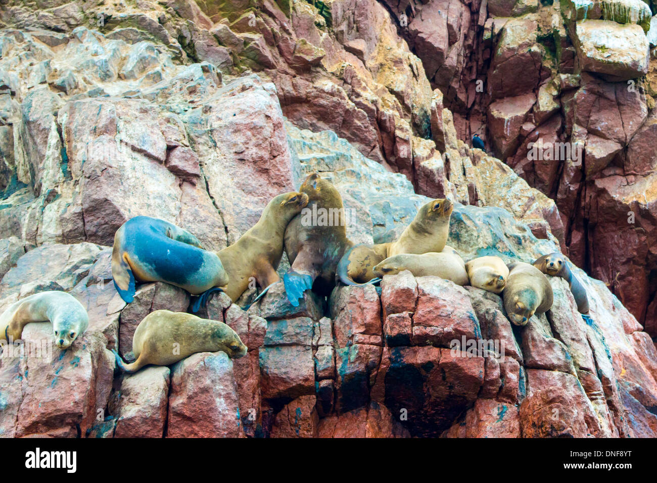 Südamerikanische Seelöwen entspannend auf den Felsen der Ballestas ...