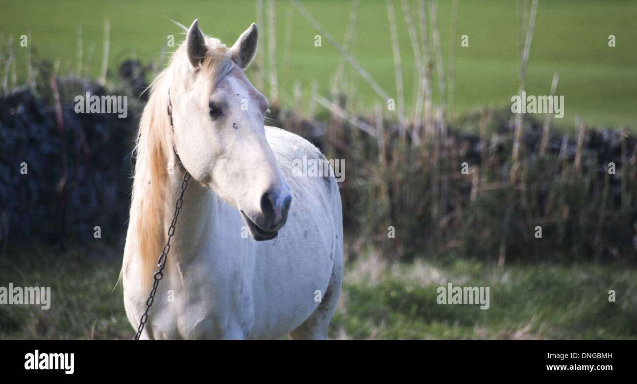 Horse grass -Fotos und -Bildmaterial in hoher Auflösung – Alamy