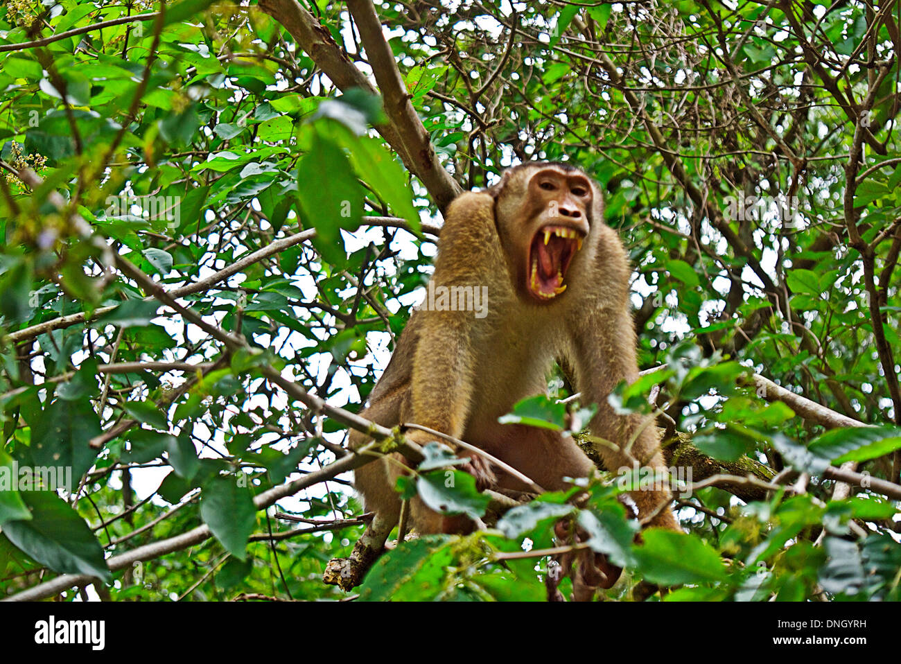 Kokosnuss pflückender affe -Fotos und -Bildmaterial in hoher Auflösung ...